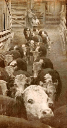 Peoria Union Stockyards | Peoria Magazine